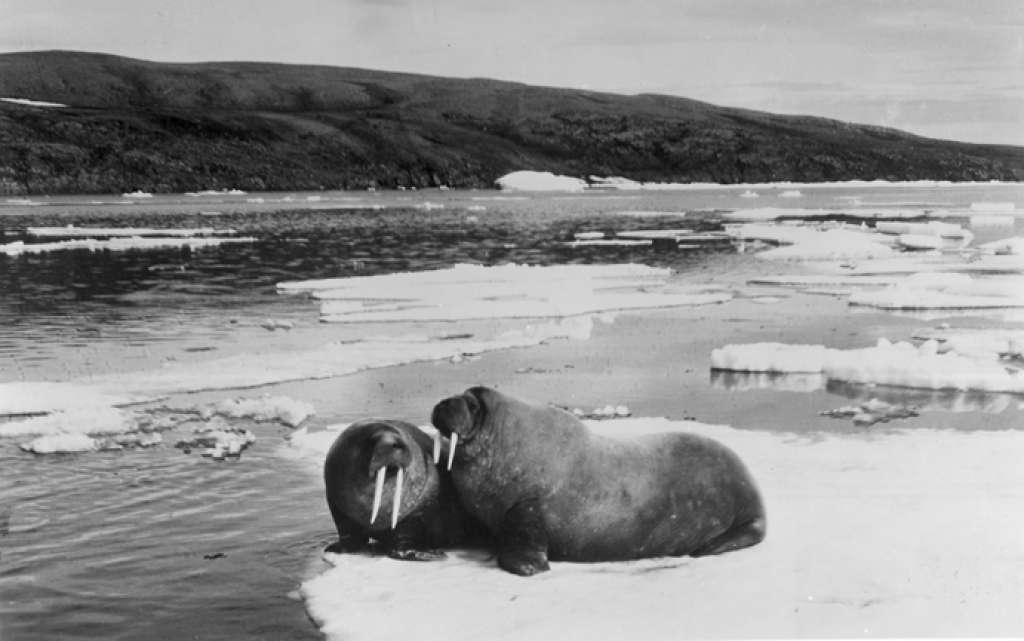 | U.S. Naval Institute Photo Archives